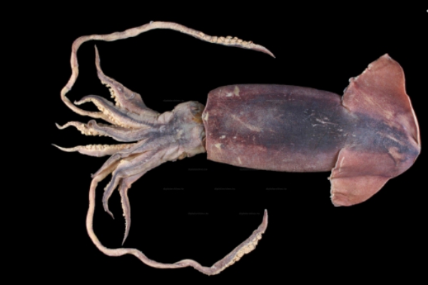 One Kind Of Indian Ocean Squid--Black Squid: Sthenoteuthis Oualaniensis ...